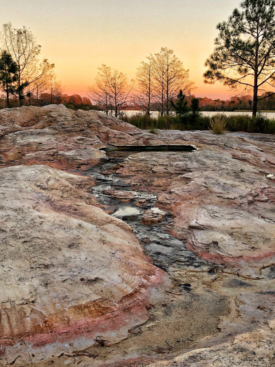 Vegan Disney Food Review: Geyser Point Bar & Grill at Disney’s ...